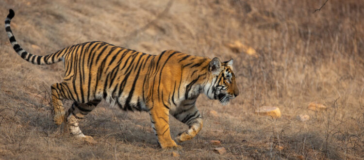Tiger Facts | David Shepherd Wildlife Foundation