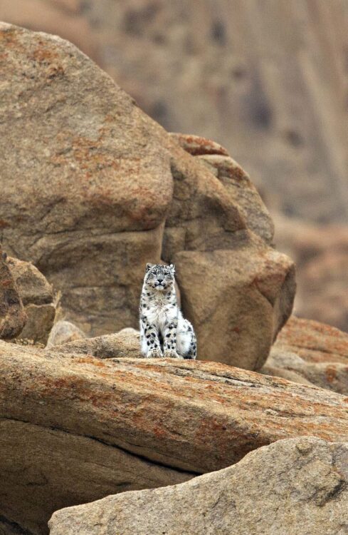 How DSWF is Protecting & Saving Snow Leopards | David Shepherd Wildlife ...