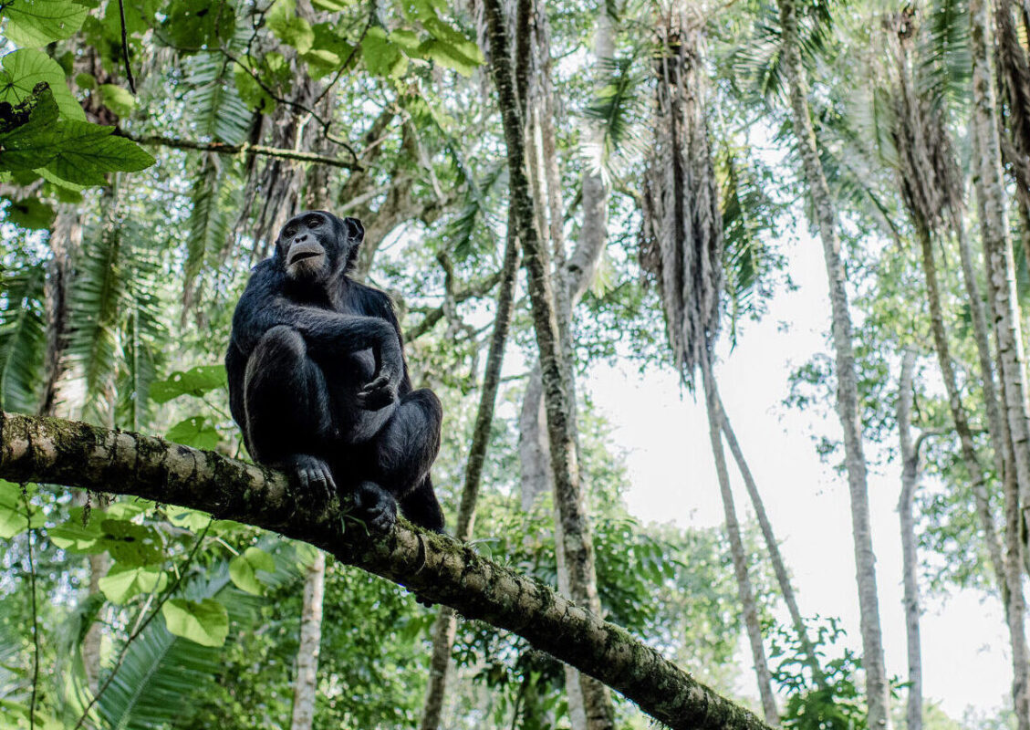 How DSWF is Protecting & Saving Chimpanzees | David Shepherd Wildlife ...