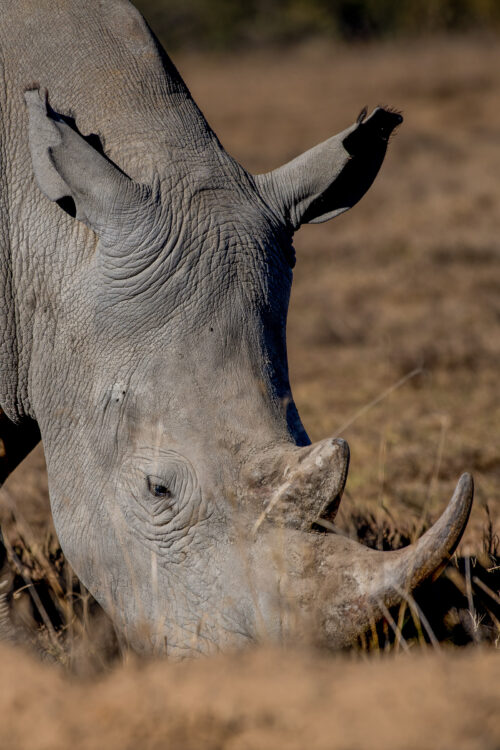 How DSWF is Protecting & Saving Rhinos | David Shepherd Wildlife Foundation