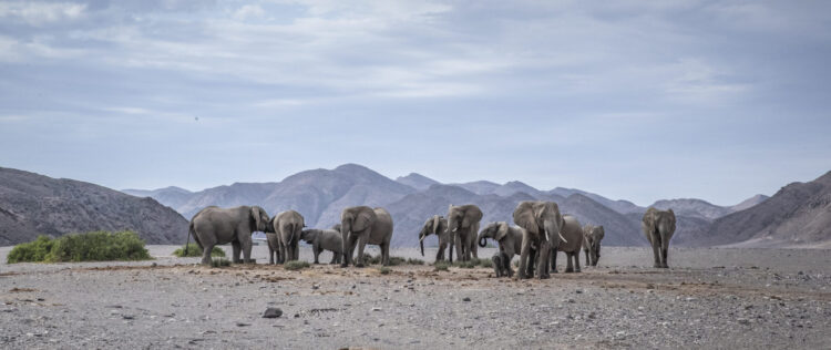 James Kydd | Wildlife Art Ambassadors | David Shepherd Wildlife Foundation