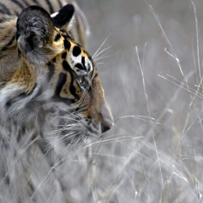 Snares – The Silent Killer | David Shepherd Wildlife Foundation