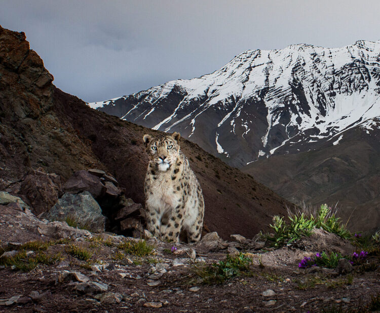 Protecting Endangered Species | David Shepherd Wildlife Foundation