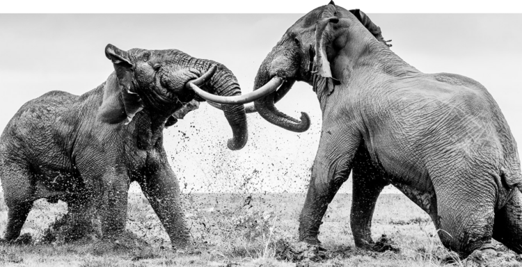 Elephant Conservation & Endangered Status | David Shepherd Wildlife ...