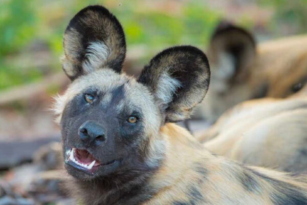 Painted Dog Facts | David Shepherd Wildlife Foundation