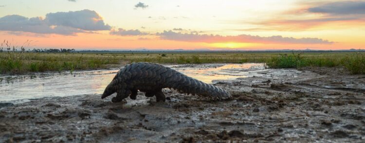 Information on The Trade in Pangolins | David Shepherd Wildlife Foundation