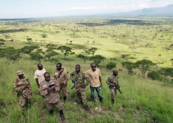 7 Lion Facts for Kids | David Shepherd Wildlife Foundation