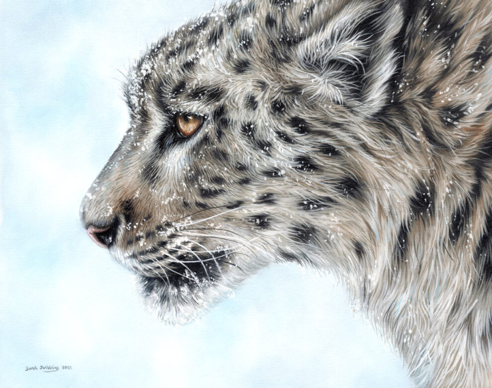 Snow Leopard Artwork | David Shepherd Wildlife Foundation