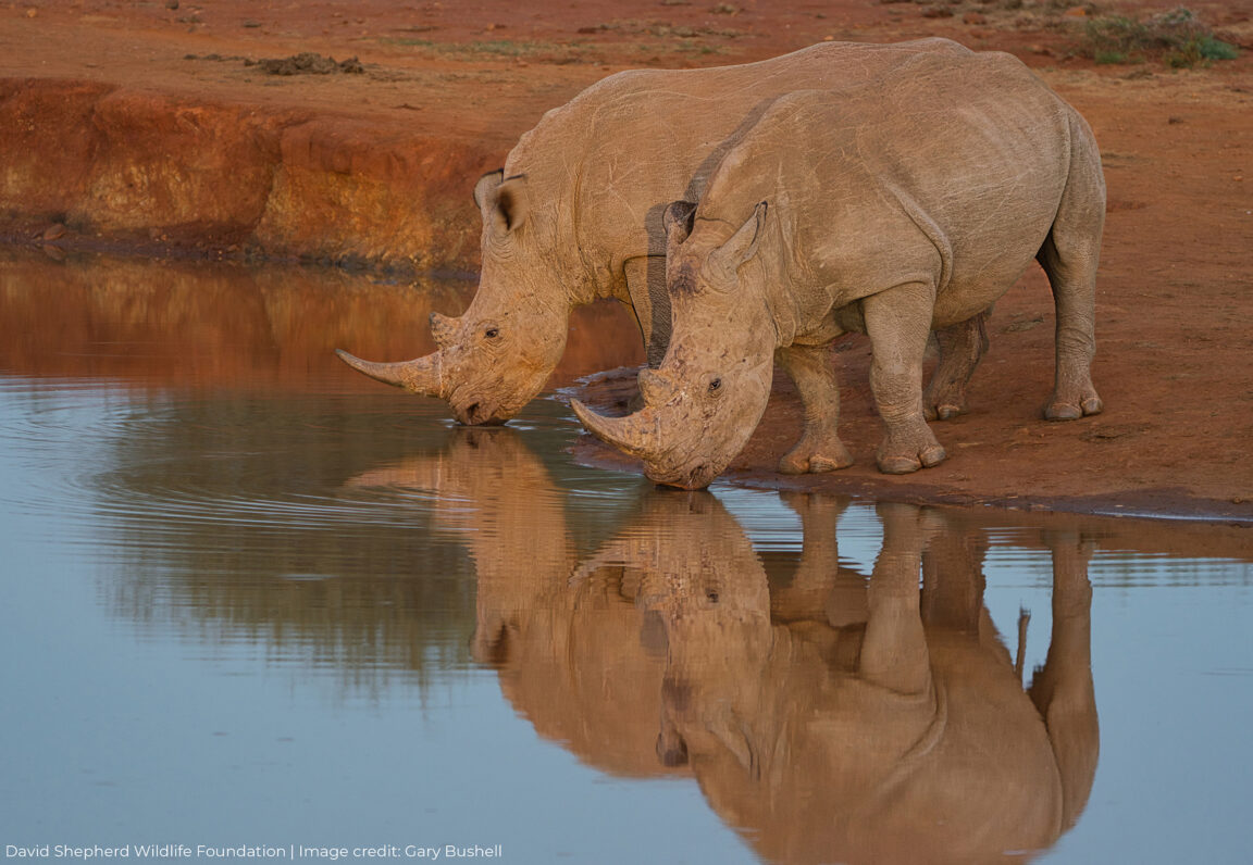 David Shepherd Wildlife Foundation | The Wildlife Conservation Charity