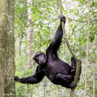 Top 10 Interesting Facts About Chimpanzees | DSWF