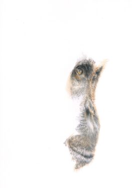 2023 Facing Extinction Gallery | David Shepherd Wildlife Foundation