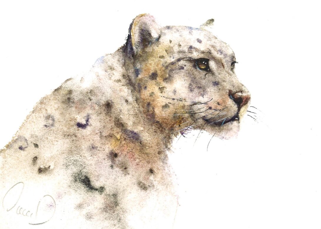 Snow Leopard Conservation & Endangered Status | David Shepherd Wildlife ...