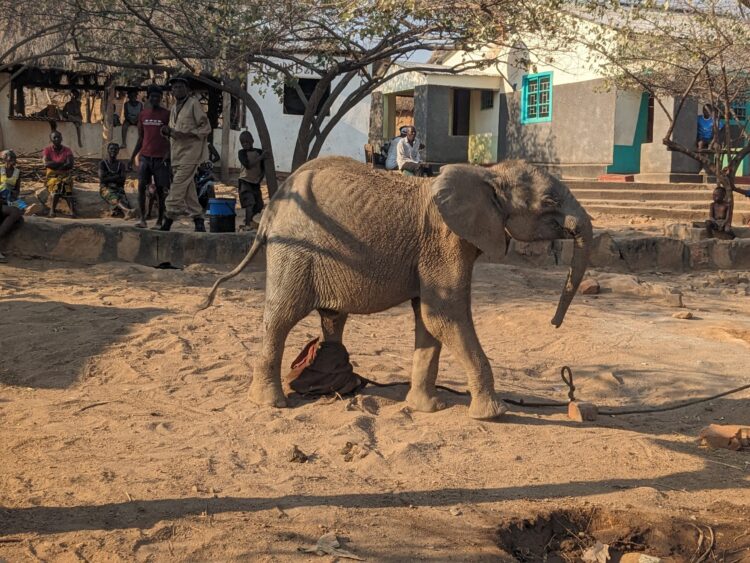 Rescued from the brink of starvation: Meet orphaned elephant calf ...
