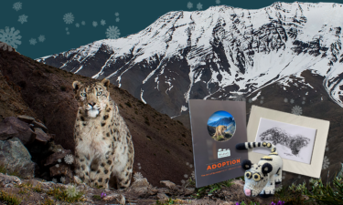 Snow Leopard Conservation & Endangered Status | David Shepherd Wildlife ...