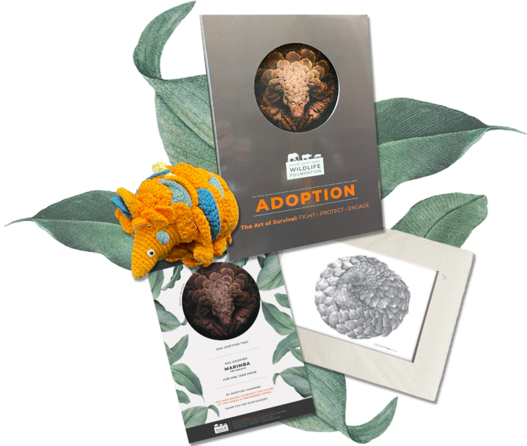 8 Pangolin Facts for Kids | David Shepherd Wildlife Foundation