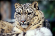 Snow Leopard Conservation & Endangered Status | David Shepherd Wildlife Foundation