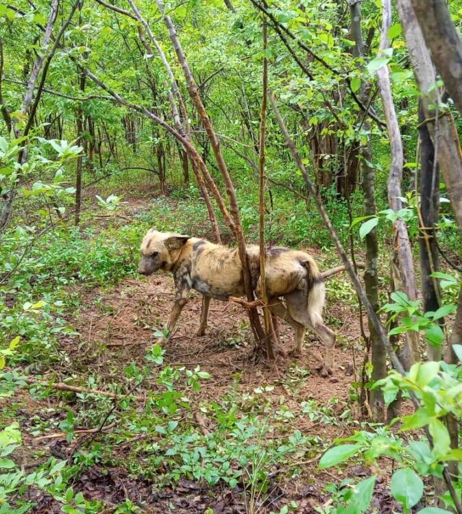 Snares: The Hidden Killers | David Shepherd Wildlife Foundation