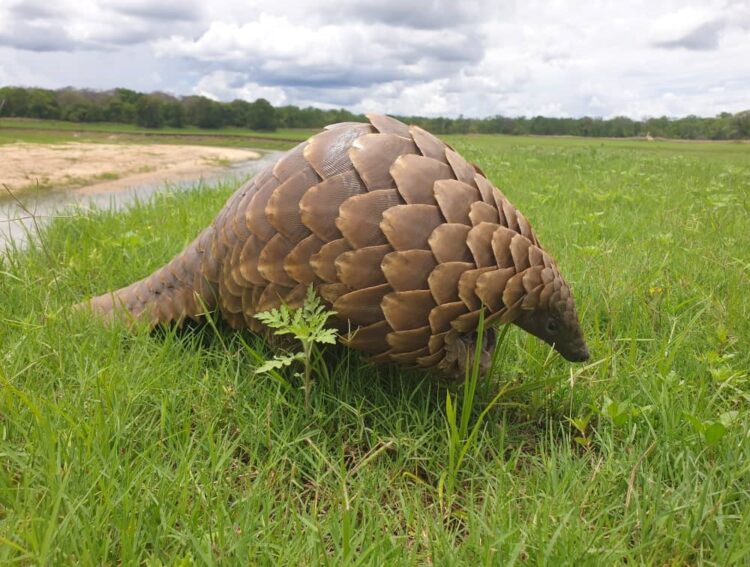 Sparking Change: Flipping the switch on electric fences to save ...