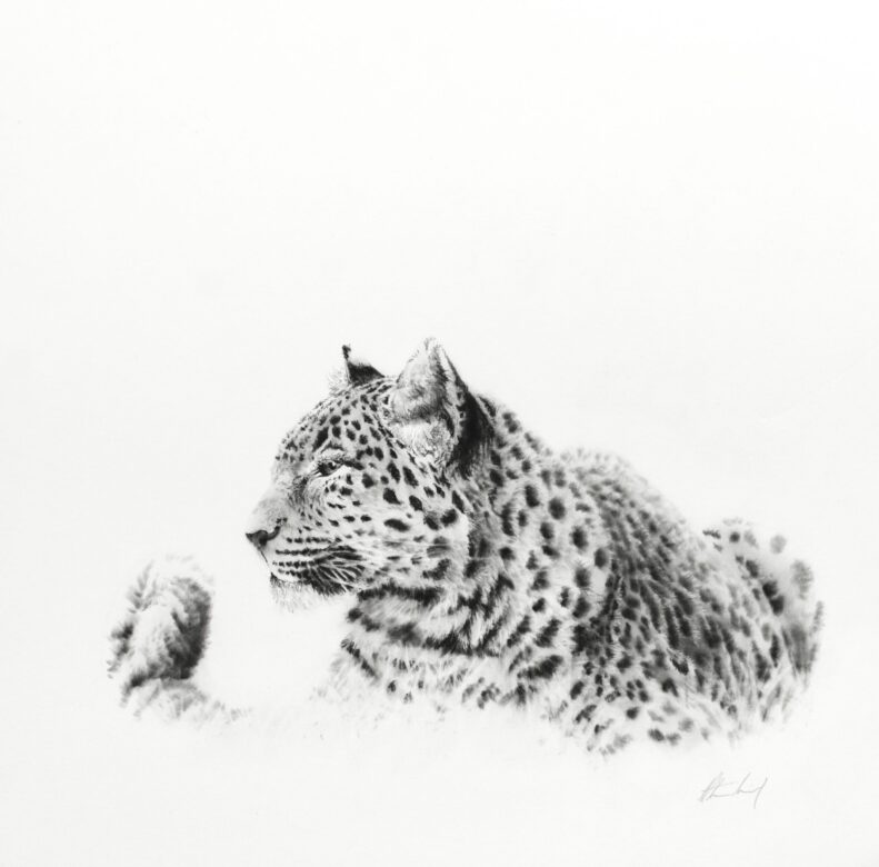 Big Cats Artwork | David Shepherd Wildlife Foundation
