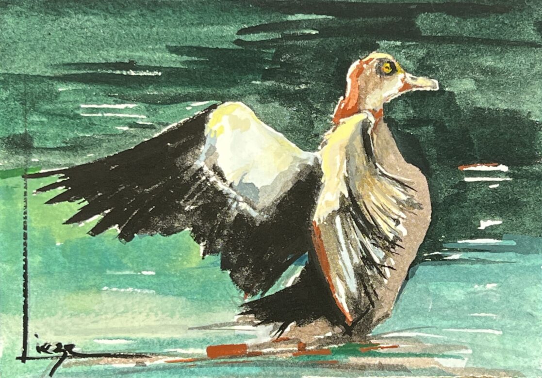 Birds Artwork | David Shepherd Wildlife Foundation