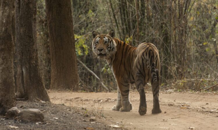Providing a Brighter Future for Tigers | David Shepherd Wildlife Foundation
