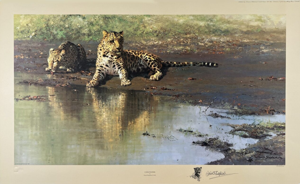 Big Cats Artwork | David Shepherd Wildlife Foundation