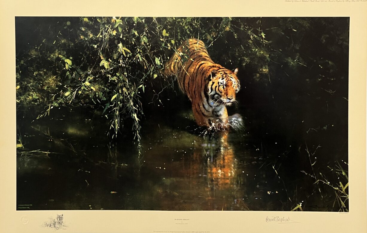 Tiger Art: Drawings, Prints & Sketches | David Shepherd Wildlife Foundation