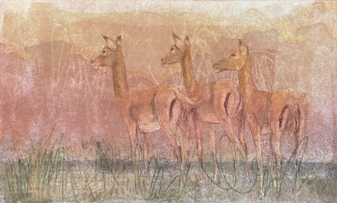 David Shepherd Wildlife Foundation | The Wildlife Conservation Charity