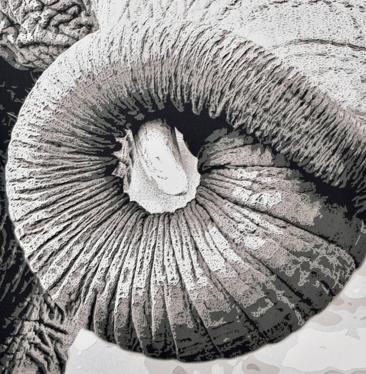 Animal Behaviour Finalists | David Shepherd Wildlife Foundation