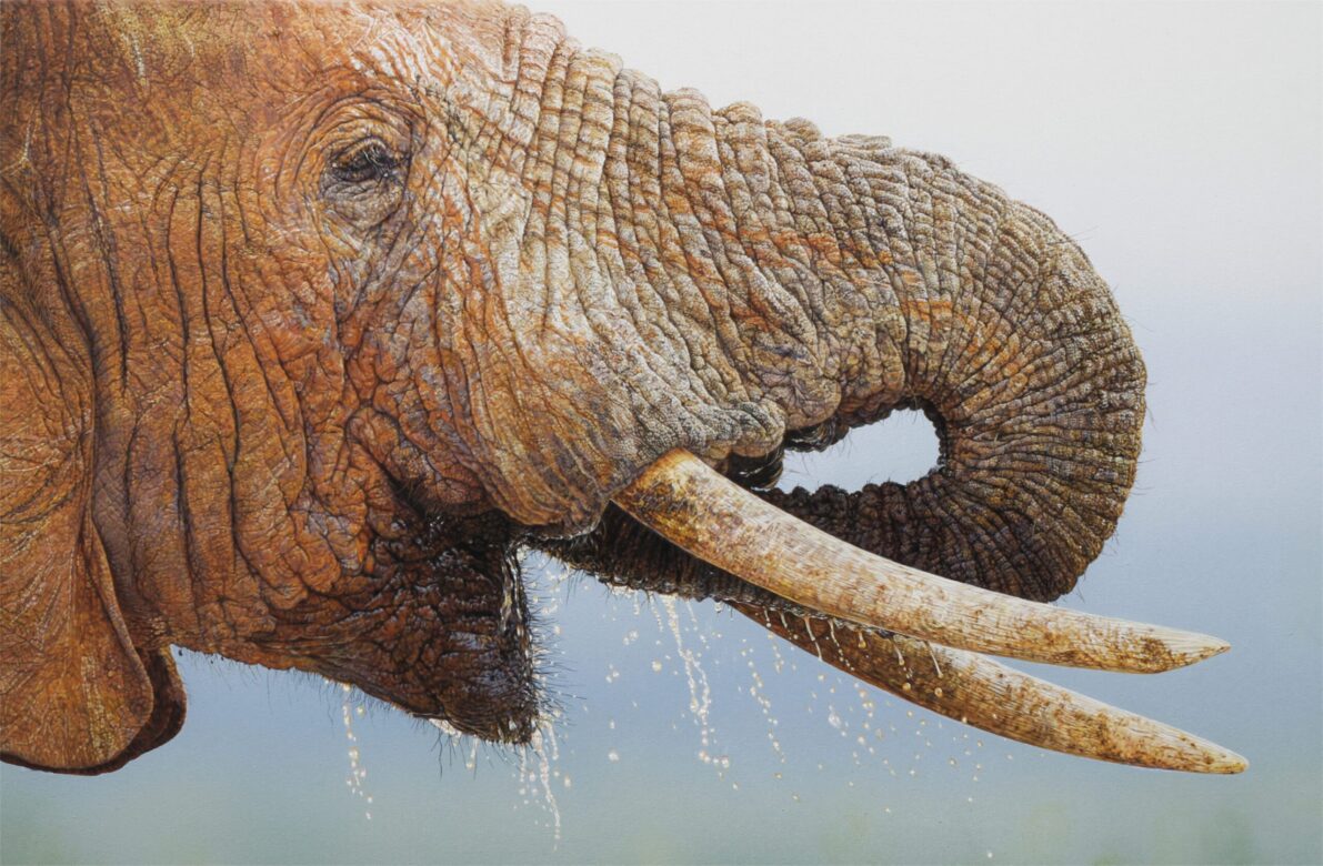 Elephant Artwork | David Shepherd Wildlife Foundation