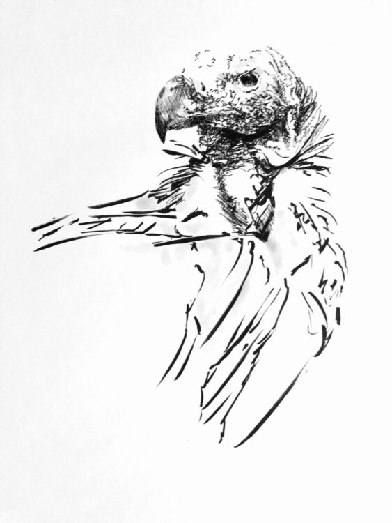 Wildlife Artist of the Year 2024 Exhibition | David Shepherd Wildlife ...