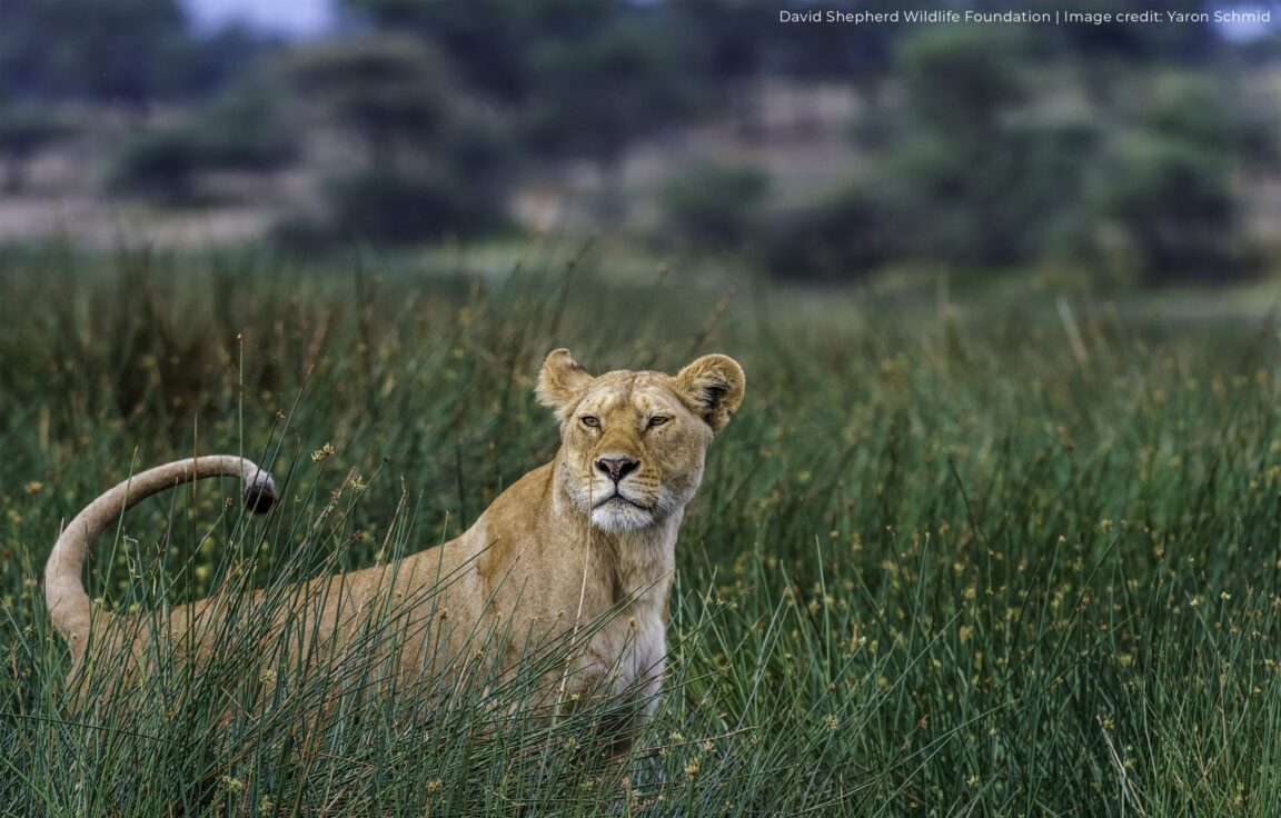 David Shepherd Wildlife Foundation | The Wildlife Conservation Charity