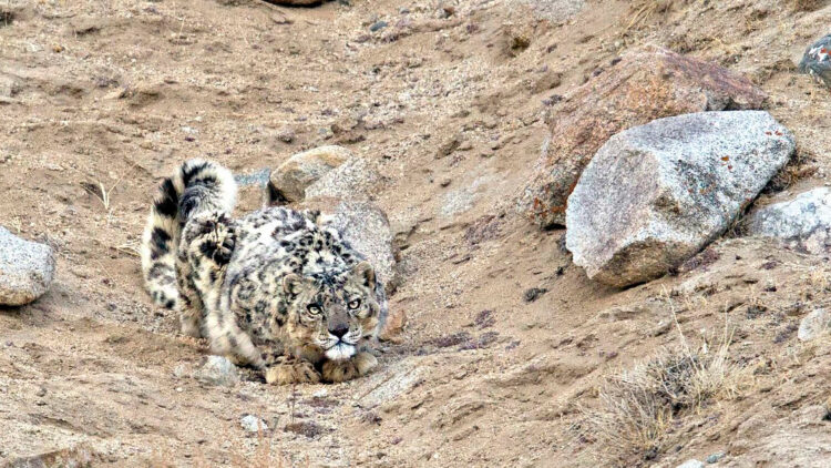 8 Snow Leopard Facts for Kids | David Shepherd Wildlife Foundation