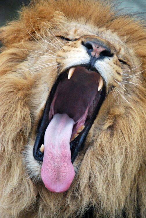 7 Lion Facts for Kids | David Shepherd Wildlife Foundation