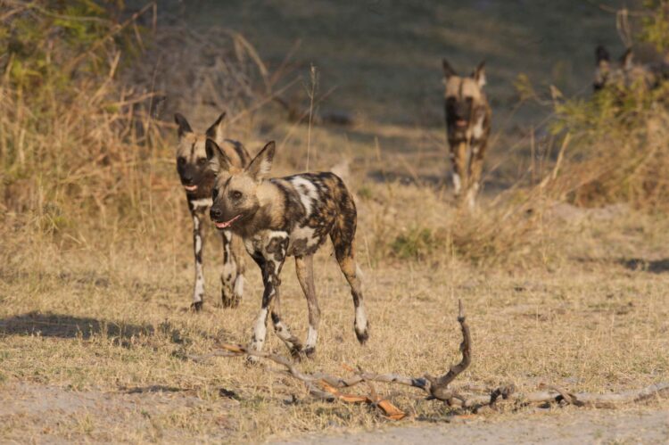 7 Painted Dog Facts for Kids | David Shepherd Wildlife Foundation