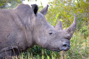 8 Rhino Facts for Kids | David Shepherd Wildlife Foundation