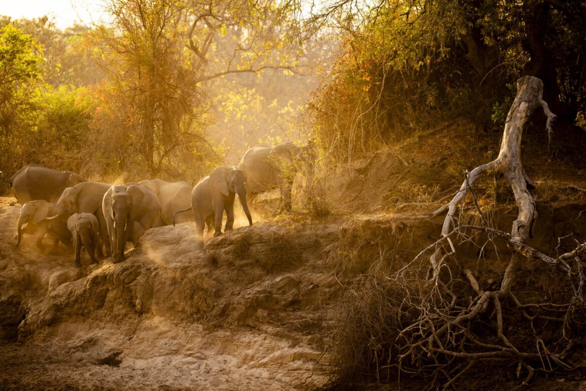 Elephant Art: Drawings, Paintings & More | David Shepherd Wildlife ...