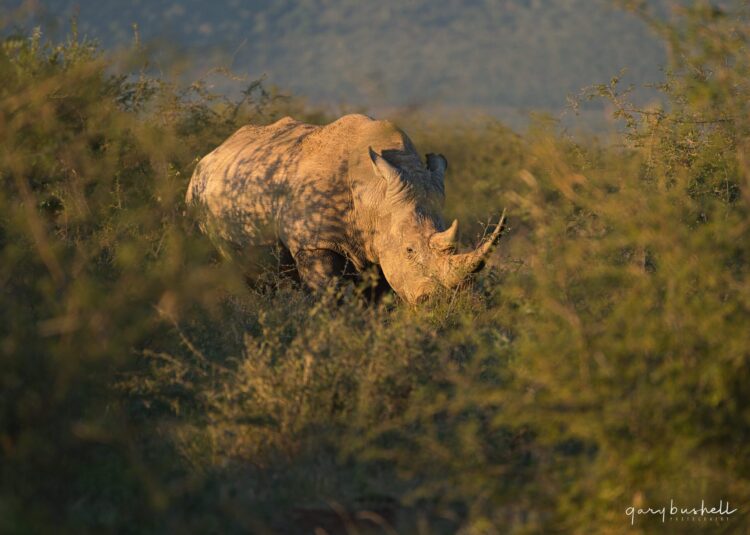 8 Rhino Facts for Kids | David Shepherd Wildlife Foundation