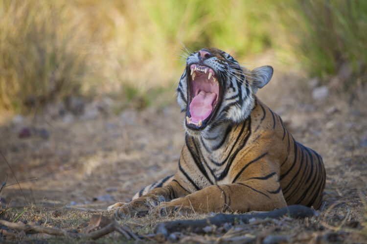 7 Tiger Facts for Kids | David Shepherd Wildlife Foundation