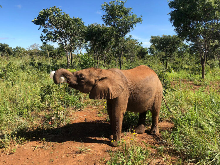 Adopt an Elephant from £3 a month | Hand-knitted Elephant toy included ...