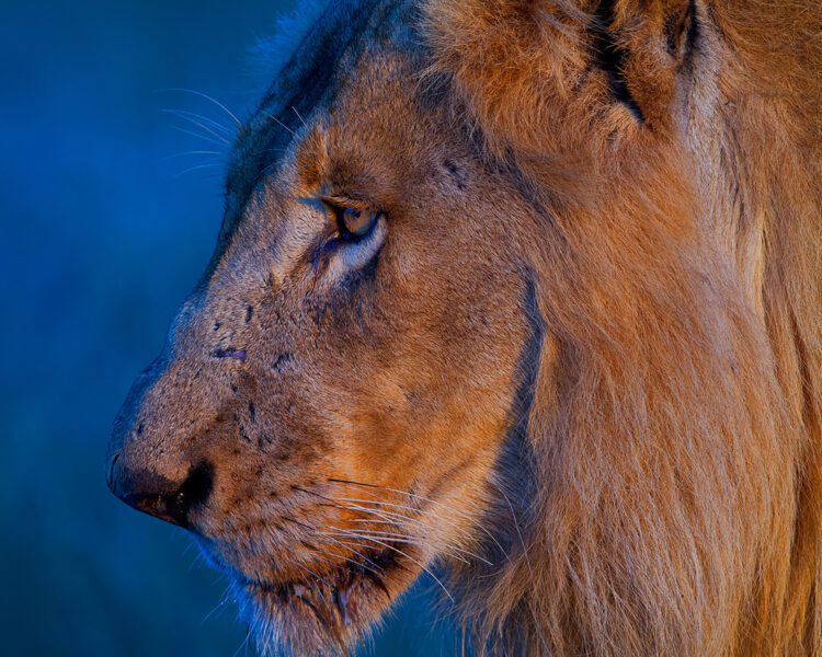 7 Lion Facts for Kids | David Shepherd Wildlife Foundation