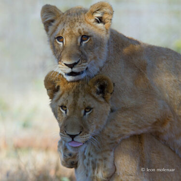 7 Lion Facts for Kids | David Shepherd Wildlife Foundation