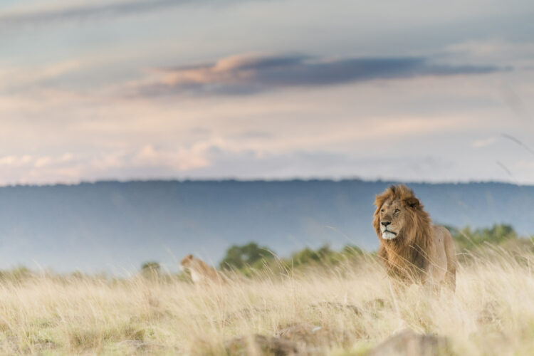 7 Lion Facts for Kids | David Shepherd Wildlife Foundation