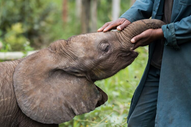 8 Elephant Facts for Kids | David Shepherd Wildlife Foundation