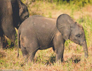 8 Elephant Facts for Kids | David Shepherd Wildlife Foundation