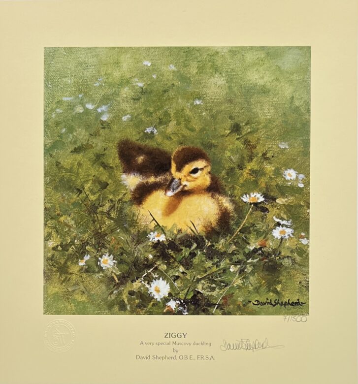 David Shepherd Wildlife Art | David Shepherd Wildlife Foundation
