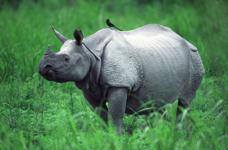 Top 10 Interesting Facts About Rhinos | DSWF