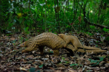 8 Pangolin Facts for Kids | David Shepherd Wildlife Foundation