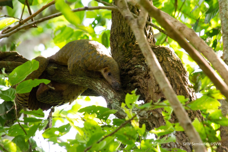 8 Pangolin Facts for Kids | David Shepherd Wildlife Foundation