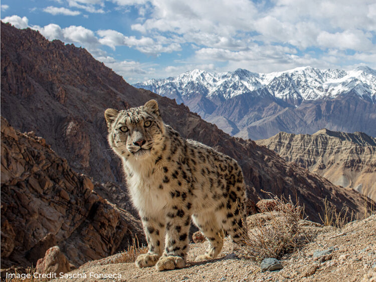 8 Snow Leopard Facts for Kids | David Shepherd Wildlife Foundation
